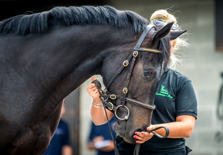 What We Offer - Rathmore Stud